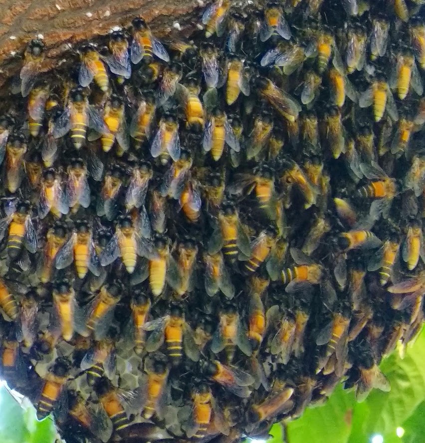 Saving Bees at Tanjong Tokong, Penang - Steve Honey Bee Farm